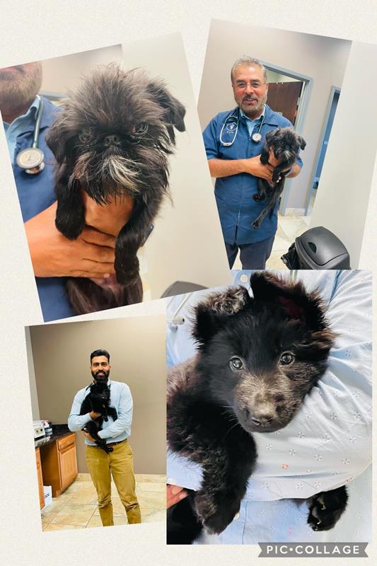 Bowes Animal Hospital - Elgin, IL